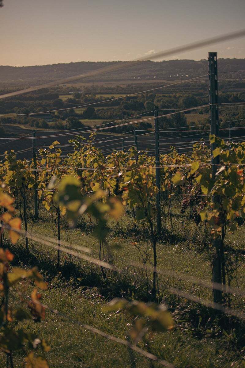 Tour & Tasting : Sunday 30th June 2024 | Hungerhill Vineyard